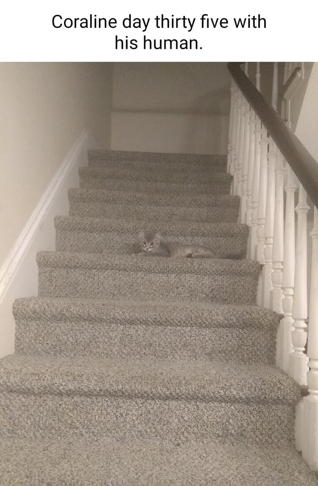 Coraline day thirty five with his human. - iFunny