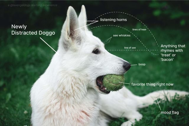 One of our highly educational dograms (diagram + dog) of a newly ...