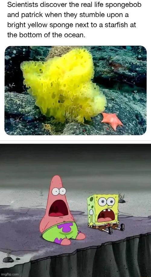 Scientists discover the real life spongebob and patrick when they ...