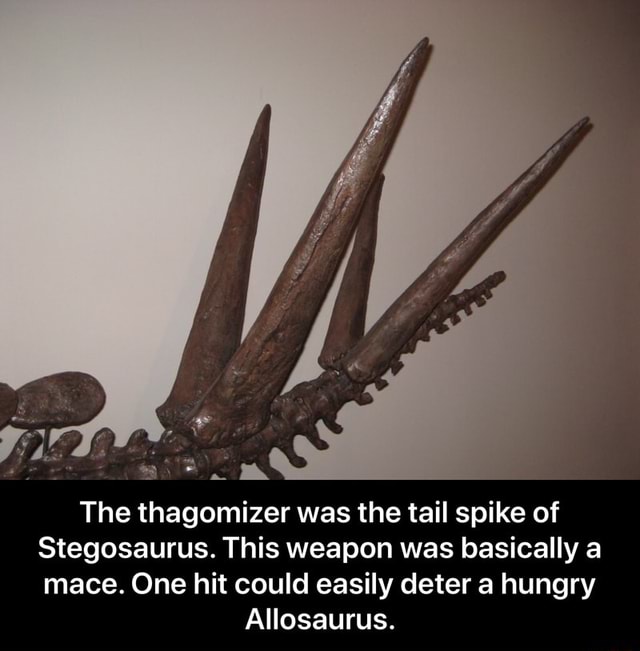 The thagomizer was the tail spike of Stegosaurus. This weapon was ...