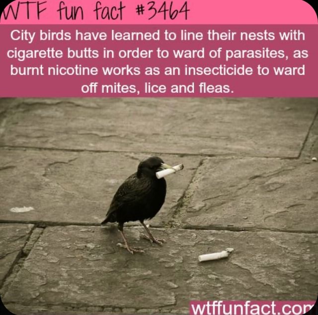 Fun fact *34b4 City birds have learned to line their nests with ...