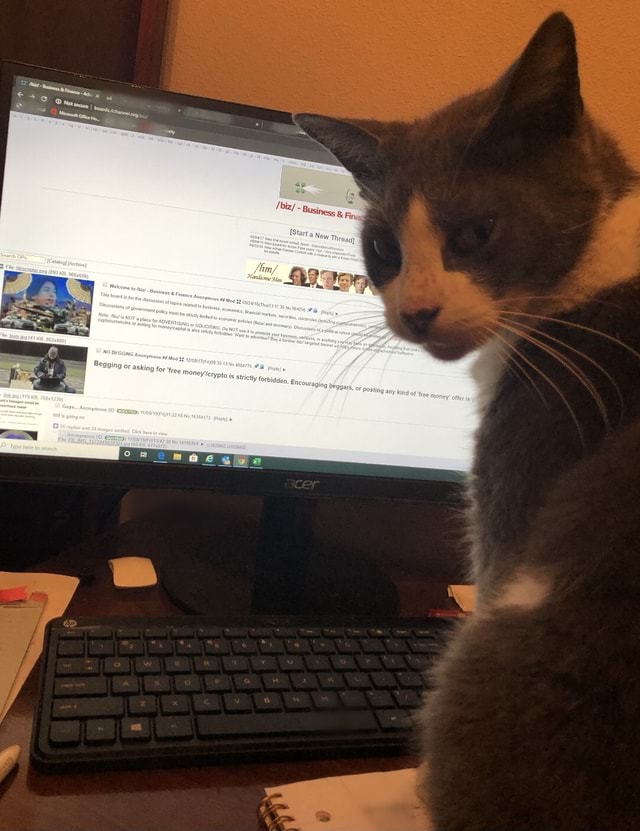 #4chan#cats - iFunny