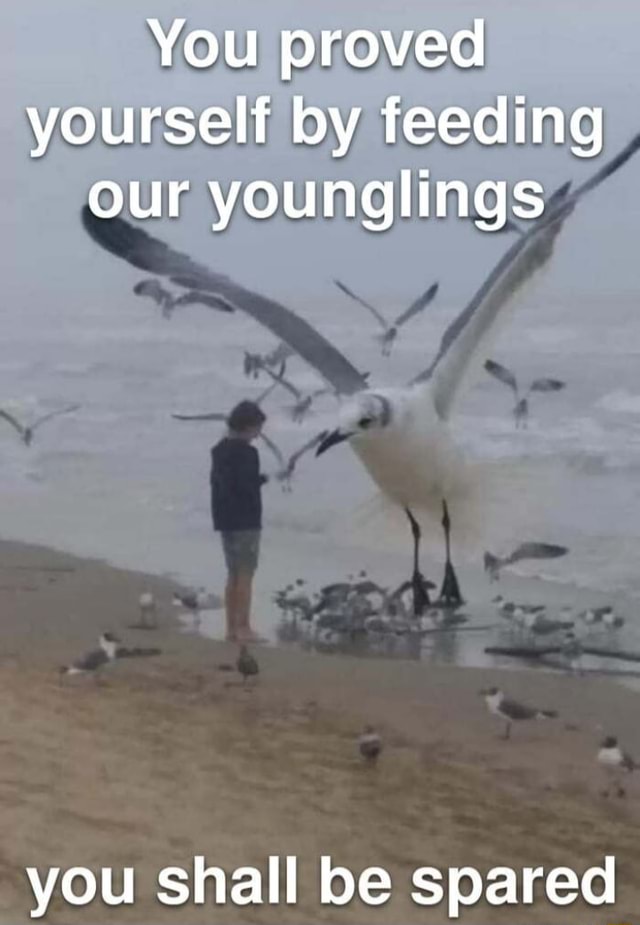 You proved yourself by feeding our younglings you shall be spared - iFunny