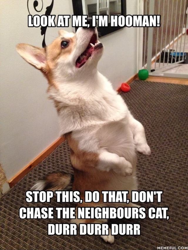#meme #memes #text #dog #corgi #funny #hooman #doggo - LOOK AT ME, I'M ...