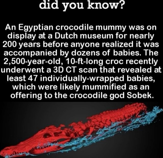 Did you know? An Egyptian crocodile mummy was on display at a Dutch ...