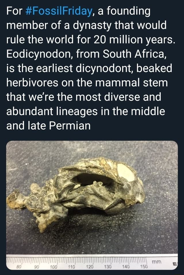 For #FossilFriday, a founding member of a dynasty that would rule the ...