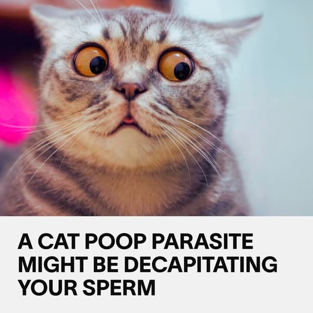 A CAT POOP PARASITE MIGHT BE DECAPITATING YOUR SPERM - America’s best ...