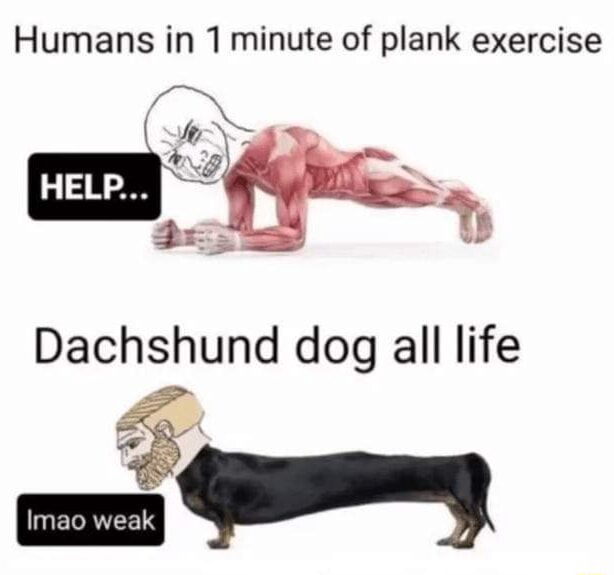 Humans in 1 minute of plank exercise co = Dachshund dog all life Imao ...