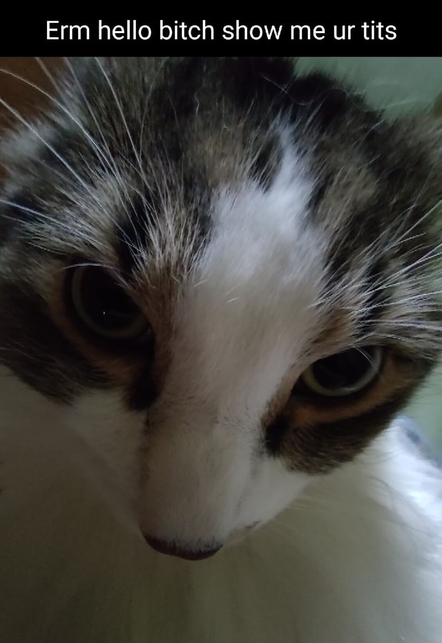 Erm hello bitch show me ur tits - iFunny