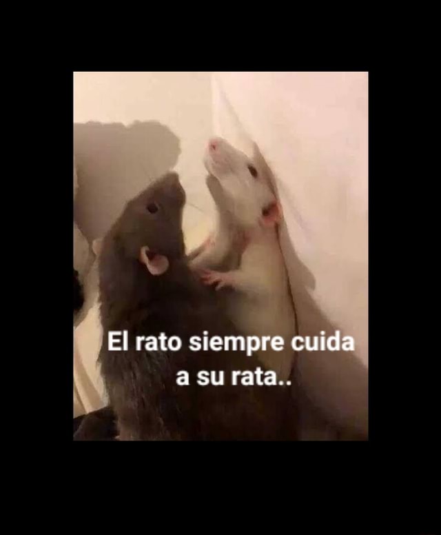 El rato siempre cu a su rata.. - iFunny Brazil