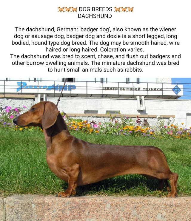 DOG BREEDS DACHSHUND The dachshund, German: 'badger dog', also known as ...