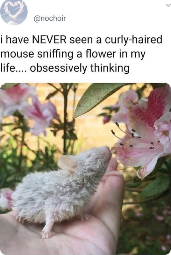 @nochoir i have NEVER seen a curly-haired mouse sniffing a flower in my ...