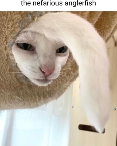 The nefarious anglerfish - iFunny