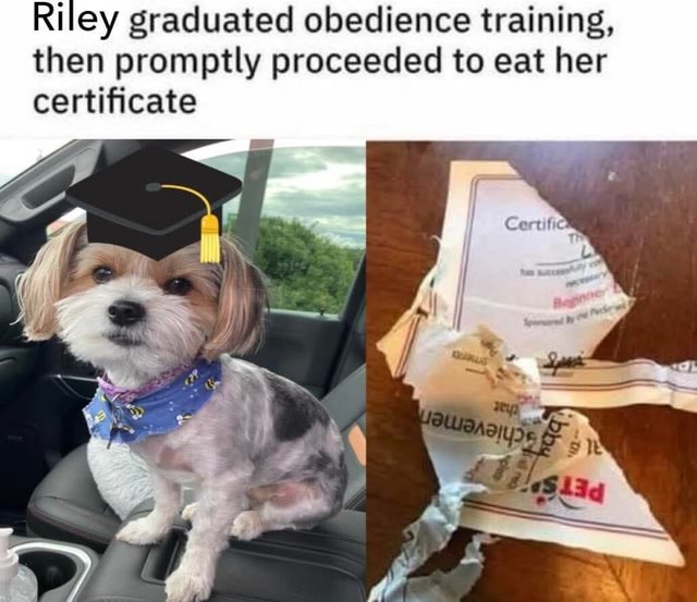 Riley graduated obedience training, then promptly proceeded to eat her ...