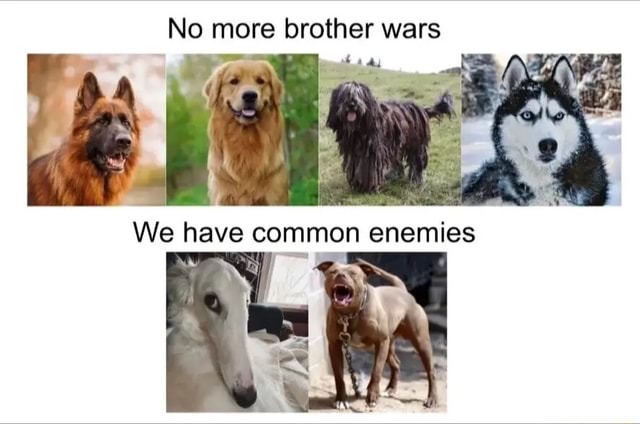 No more brother wars I We have common enemies - iFunny