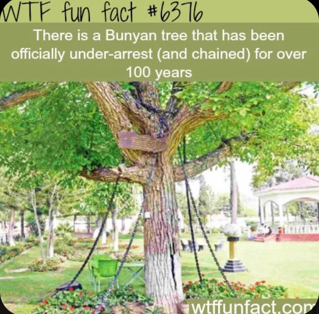 There is a Bunyan tree that has been officially under-arrest (and ...