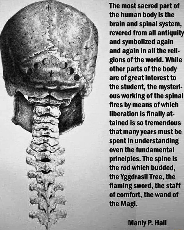 The most sacred part of the human body Is the brain and spinal system ...