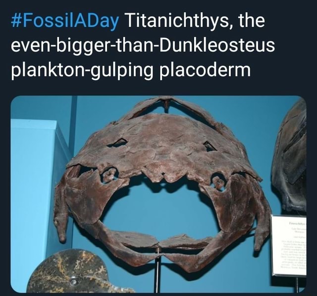 #FossilADay Titanichthys, the even-bigger-than-Dunkleosteus plankton ...