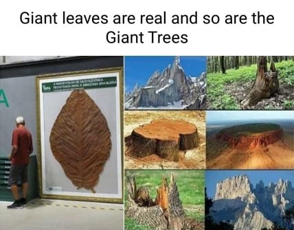 Giant leaves are real and so are the Giant Trees - iFunny