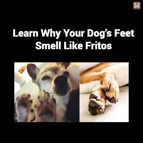 Learn Why Your Dog's Feet Smell Like Fritos - America’s best pics and ...