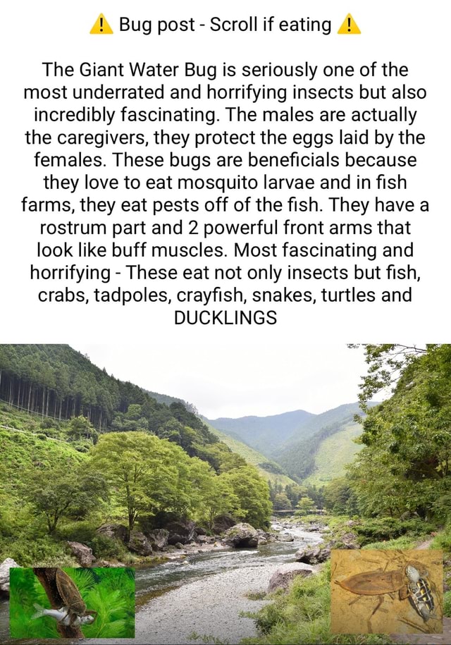 Bug post - Scroll if eating The Giant Water Bug is seriously one of the ...