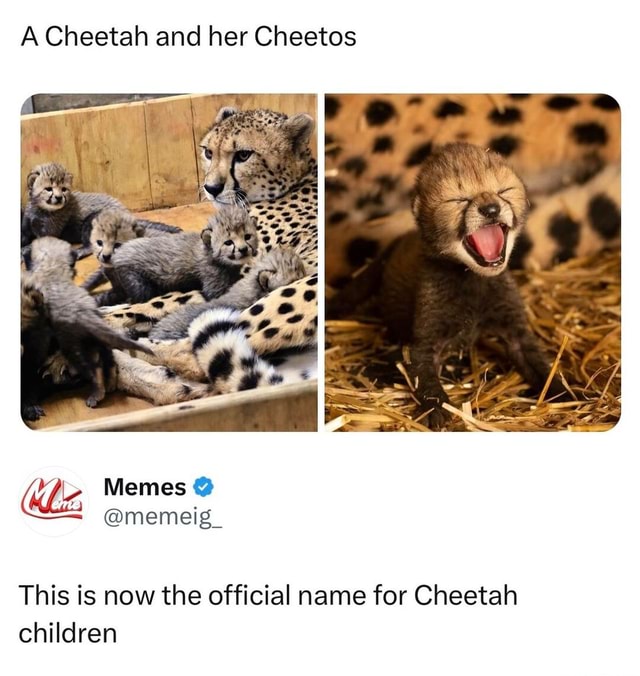 Cheetos memes explore funny - A Cheetah and her Cheetos Memes @ @memeig ...