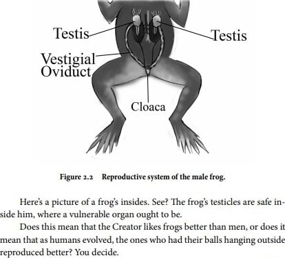 Testi Vestigial Oviduct, Figure Reproductive system ofthe male frog ...