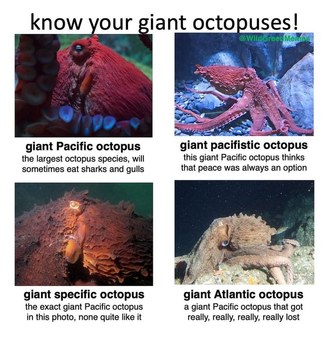 🐙 Meme @beingevolved - giant Pacific octopus giant pacifistic octopus ...