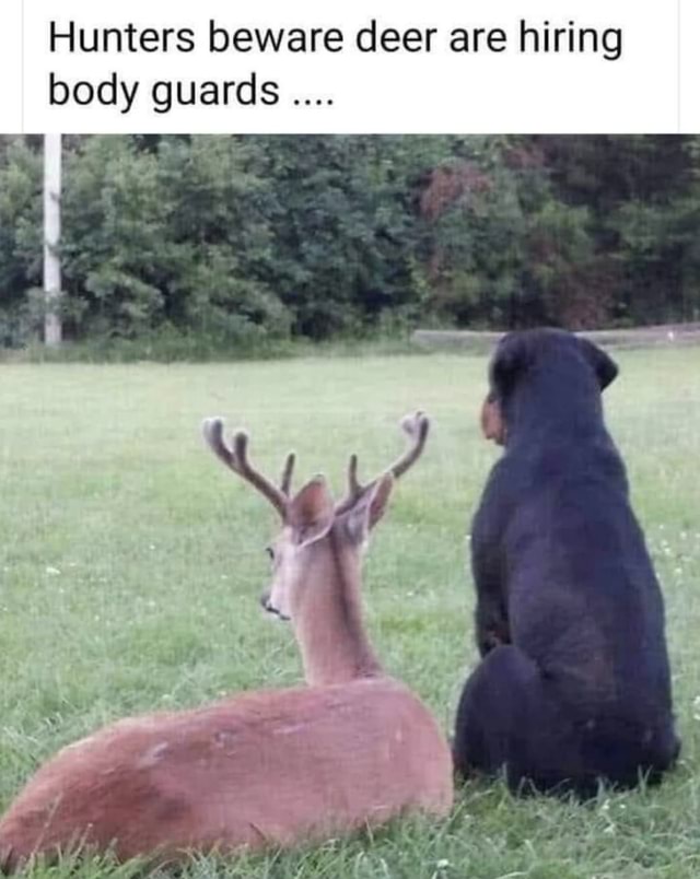 Hunters beware deer are hiring body guards te? - America’s best pics ...