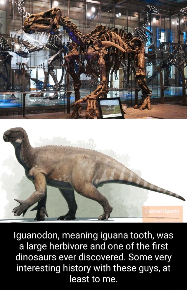 I Iguanodon, meaning iguana tooth, was a large herbivore and one of the ...