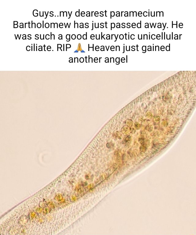 Guys..my dearest paramecium Bartholomew has just passed away. He was ...