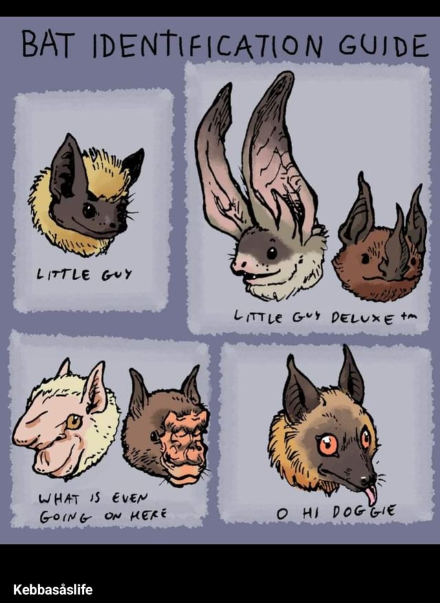 Rule - Rule BAT IDENTIFICATION GUIDE WHAT Evew Gome ow HEKE O Hi DOGGIE ...