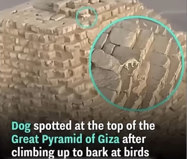 Dog spotted at the top of the Great Pyramid of Giza after climbing up ...