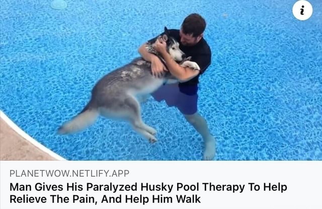 PLANE TWOW.NETLIFY.APP Man Gives His Paralyzed Husky Pool Therapy To ...