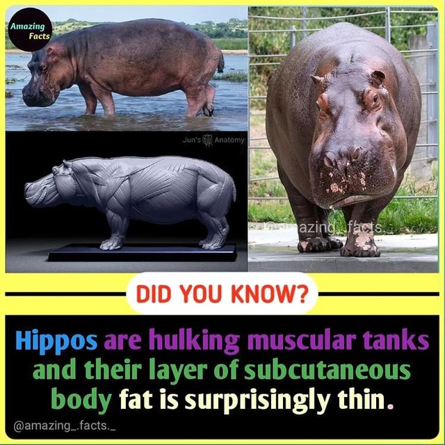 DID YOU KNOW? Hippos are hulking muscular tanks and their layer of ...