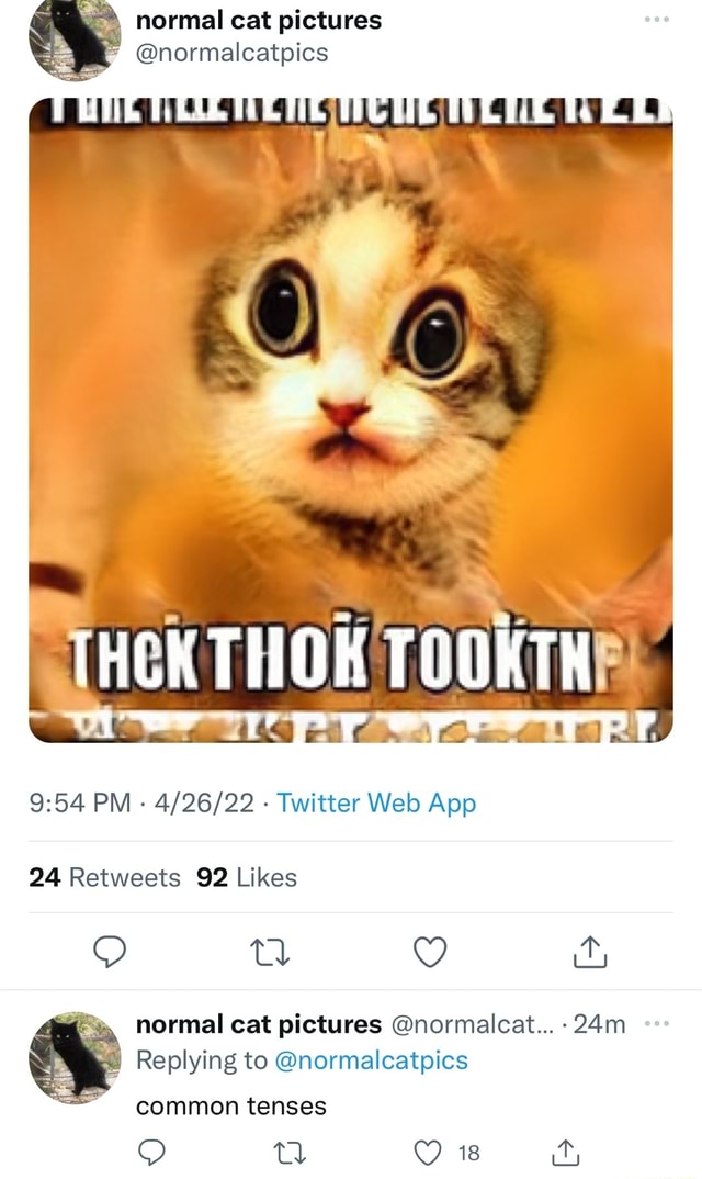 Normal cat pictures @normalcatpics al [HCKTHOK " normal cat pictures ...