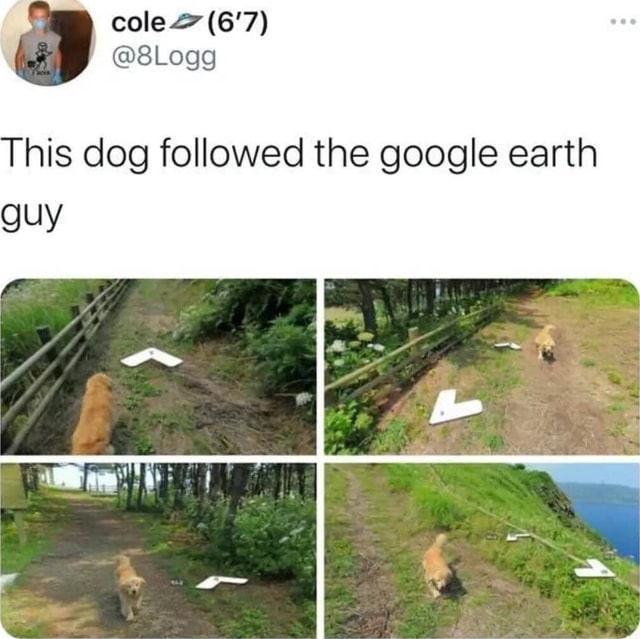 @8Logg his dog followed the google earth guy - iFunny