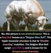 'No this picture s not photoshopped. This is Real Bull known aa ...