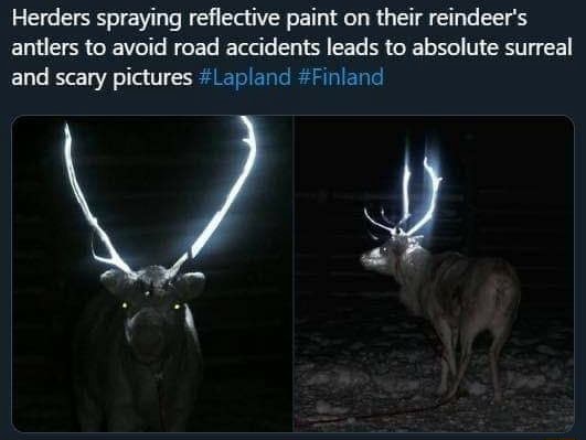 Herders spraying reflective paint on their reindeer's antlers to avoid ...