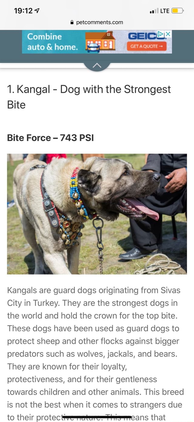 ’l. Kangal - Dog with the Strongest Bite Bite Force - 743 PSI Kangals ...
