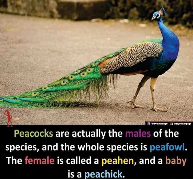 Peacocks are actually the males of the species, and the whole species ...