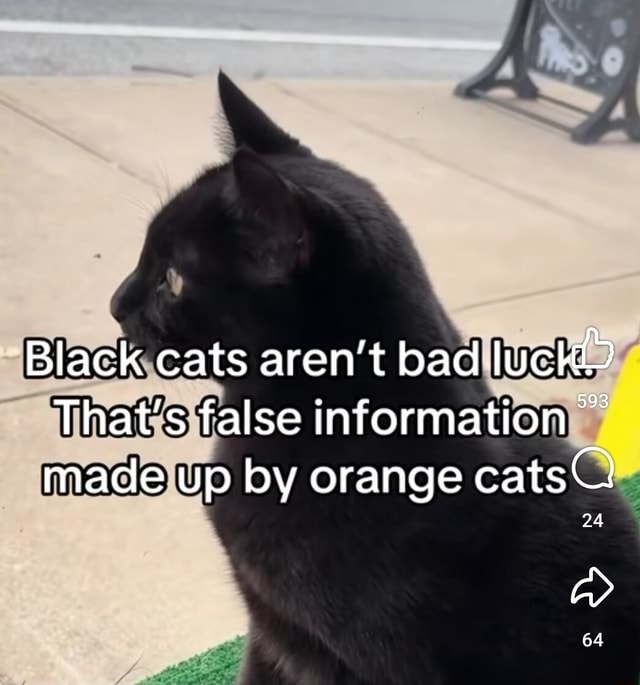 Black cats aren't bad luch That's false information made up by orange ...
