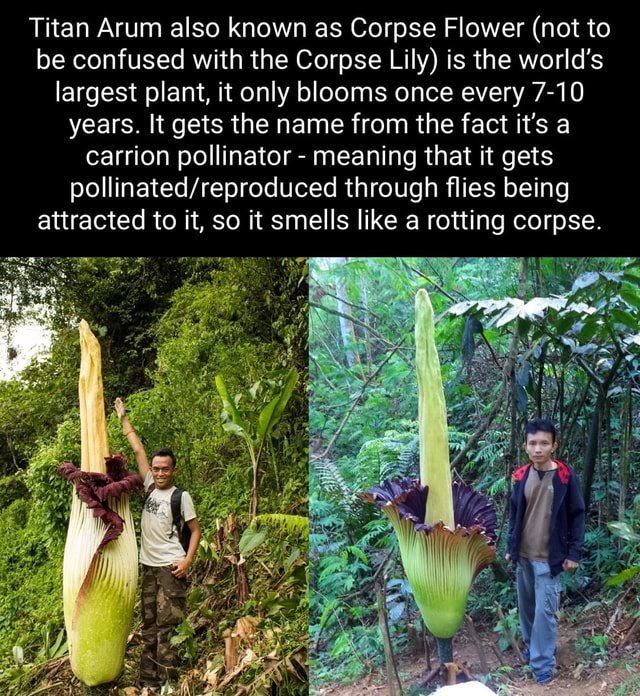 Titan Arum also known as Corpse Flower (not to be confused with the ...