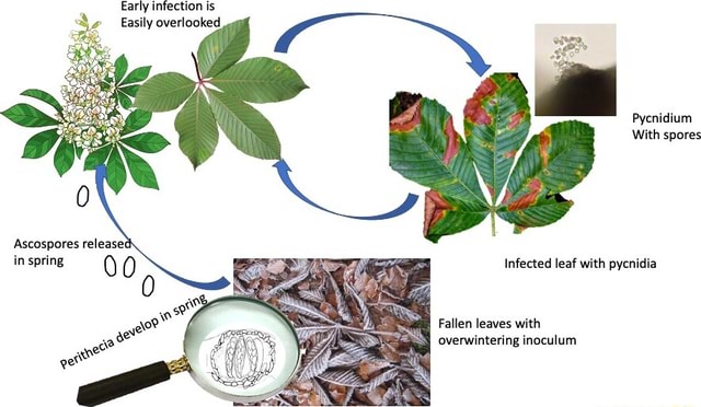 Early infection is Easily overlooked Pycnidium With spores Ascospores ...