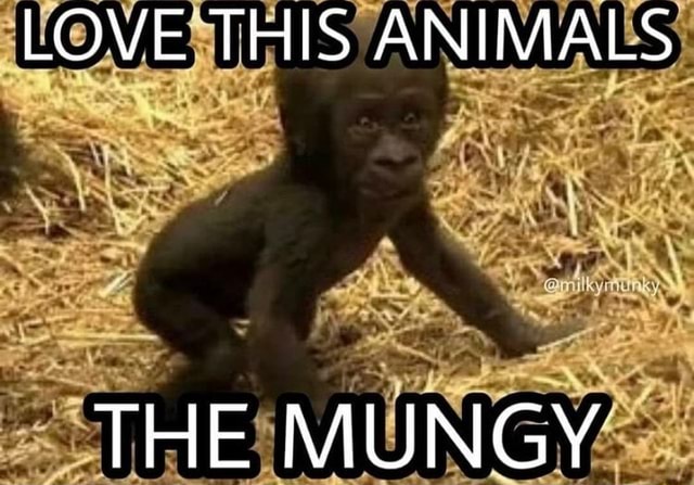 LOVE THIS ANIMALS THE MUNGY - iFunny