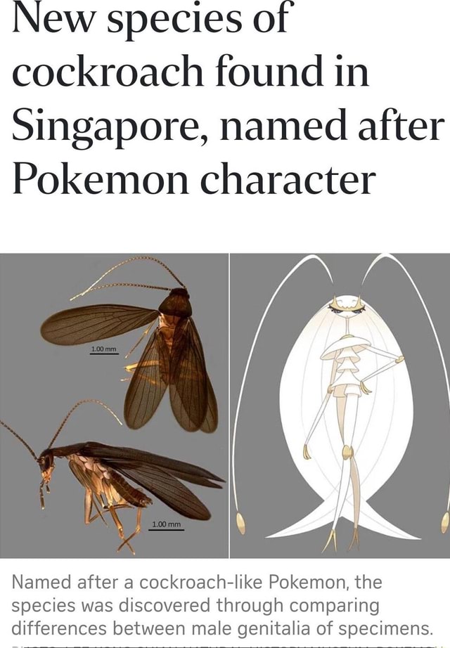 New species of cockroach found in singapore, named after Pokemon ...