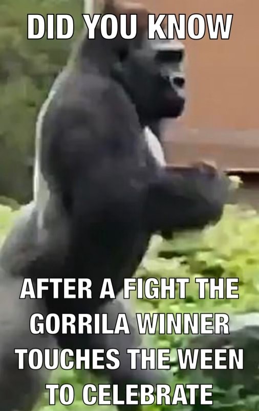 DID YOU KNOW AFTER A FIGHT THE GORRILA WINNER TOUCHES THE WEEN TO ...