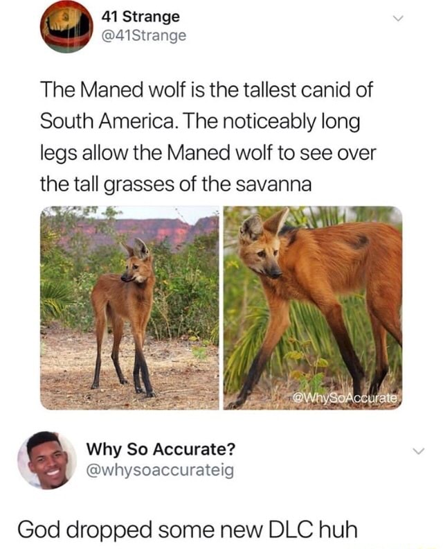 The Maned wolf is the tallest canid of South America. The noticeably ...