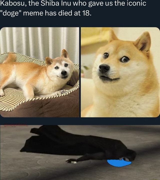 Kabosu, the Shiba Inu who gave us the iconic "doge" meme has died at 18. - iFunny