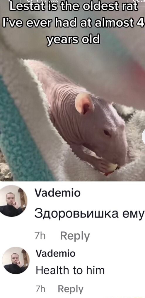 Lestat is the oldest rat I've ever had at almost 4 years old Vademio ...